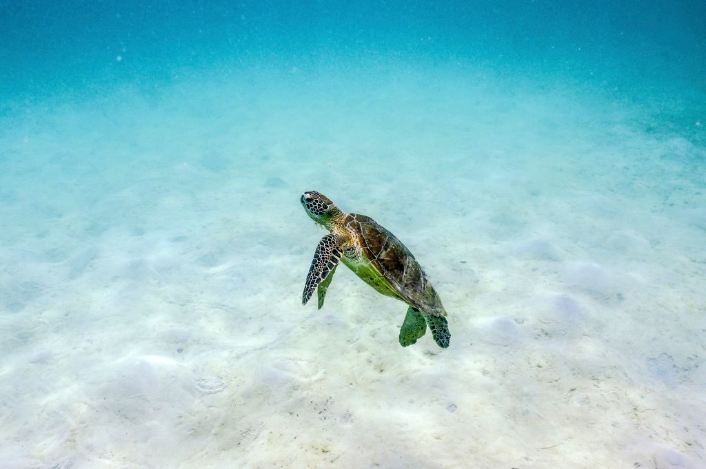 Global Veterinary and Fisher Efforts Lead to Breakthrough in Sea Turtle ...
