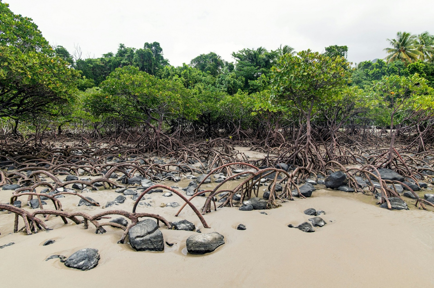 Mangroves in Danger: 50% of Mangrove Ecosystems Could Disappear Due to ...