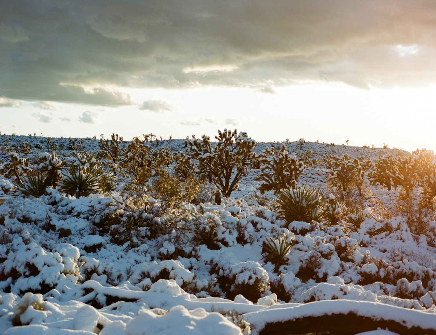 Mojave Desert Seed Bank: Safeguarding Ancient Ecosystems for Future ...
