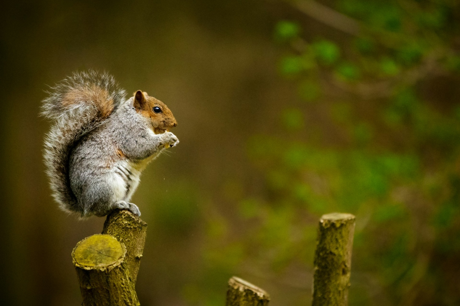 Forest Ecosystems Rely on the Quiet Work of Small Mammals for Vitality