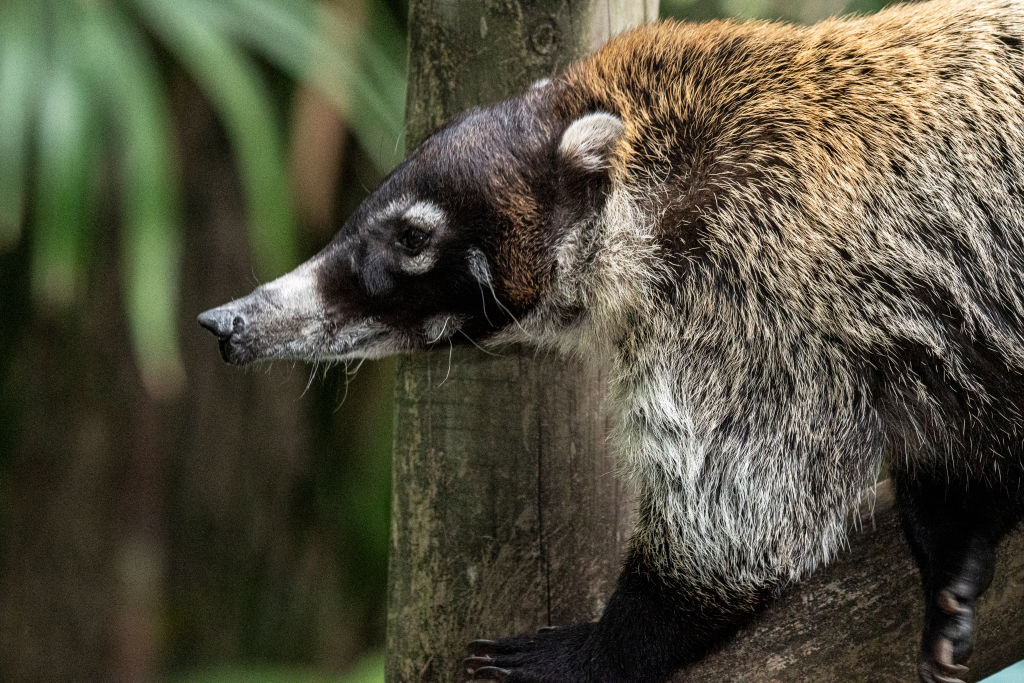Brain Size vs Foraging Skills: Primates and Smaller-Brained Mammals in ...