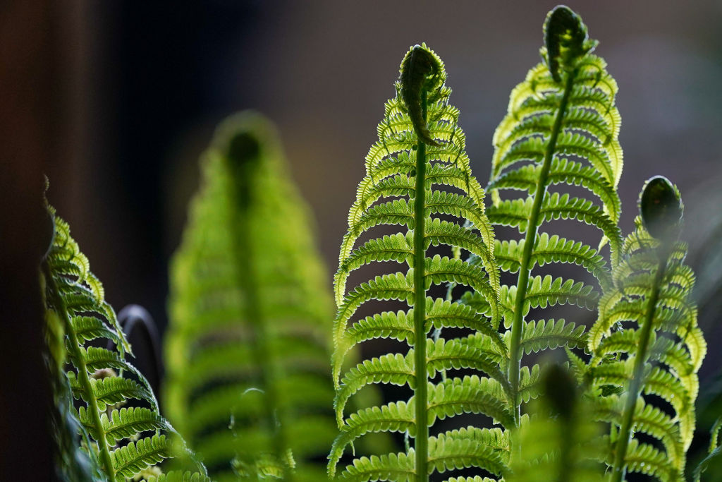 New Caledonian Fern Sets Record for Largest Genome Ever Found