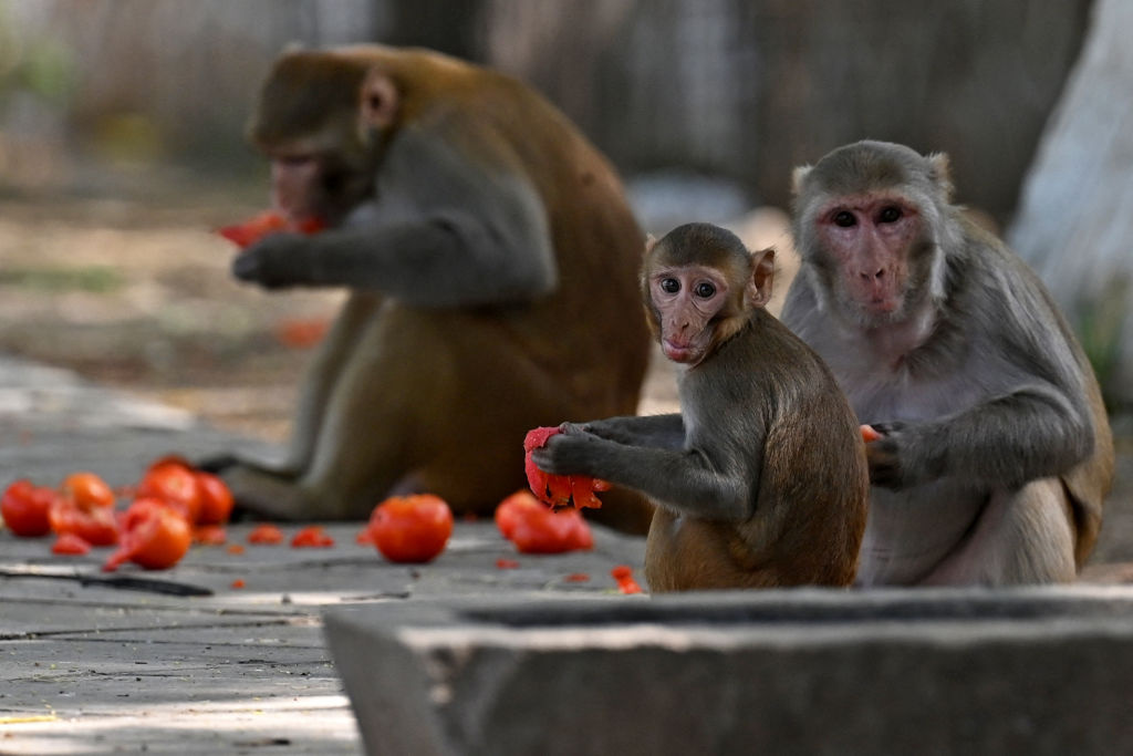 Heat Wave Crisis in India: Thirsty Monkeys Struggle as Drought-Stricken ...