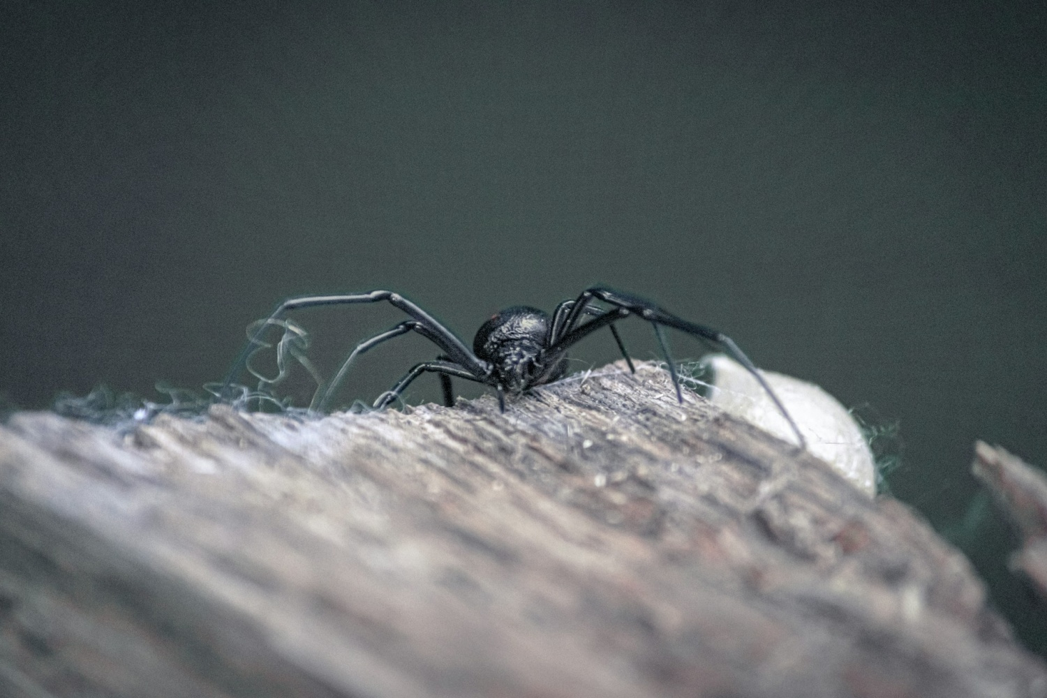 New Black Widow Antivenom Could Be More Viable Than Existing Spider