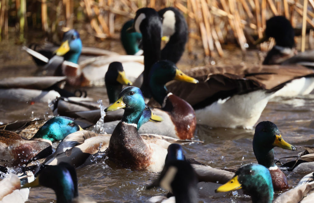 Duck Population Dips in North Dakota, Ecologists Urge Conservation Measures