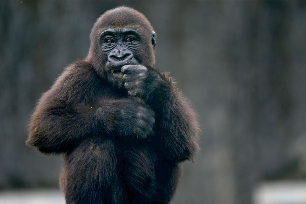 Pregnant Employee’s Termination Following Monkey Scratch Incident Leads ...