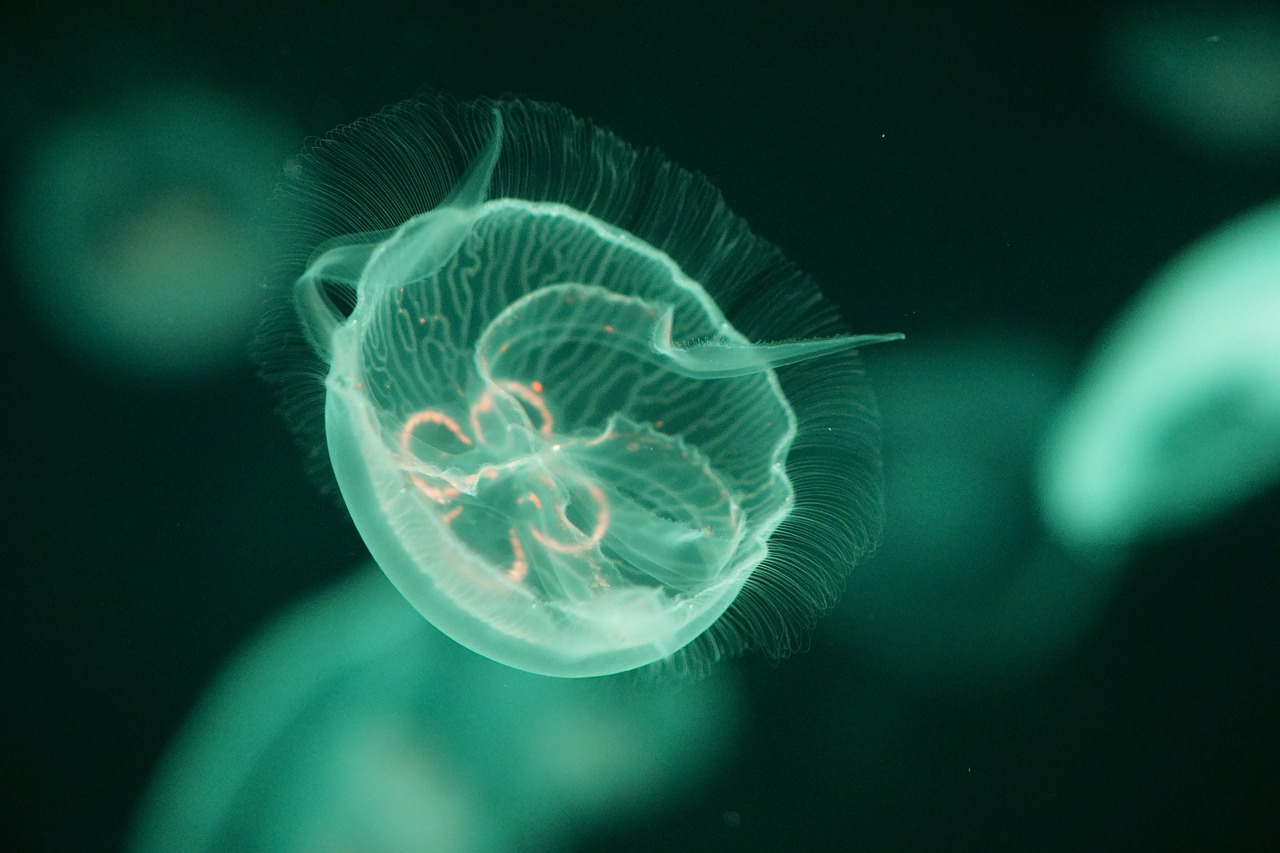 Glowing Sea Creatures: Fluorescent Species Discovered in the Waters of ...