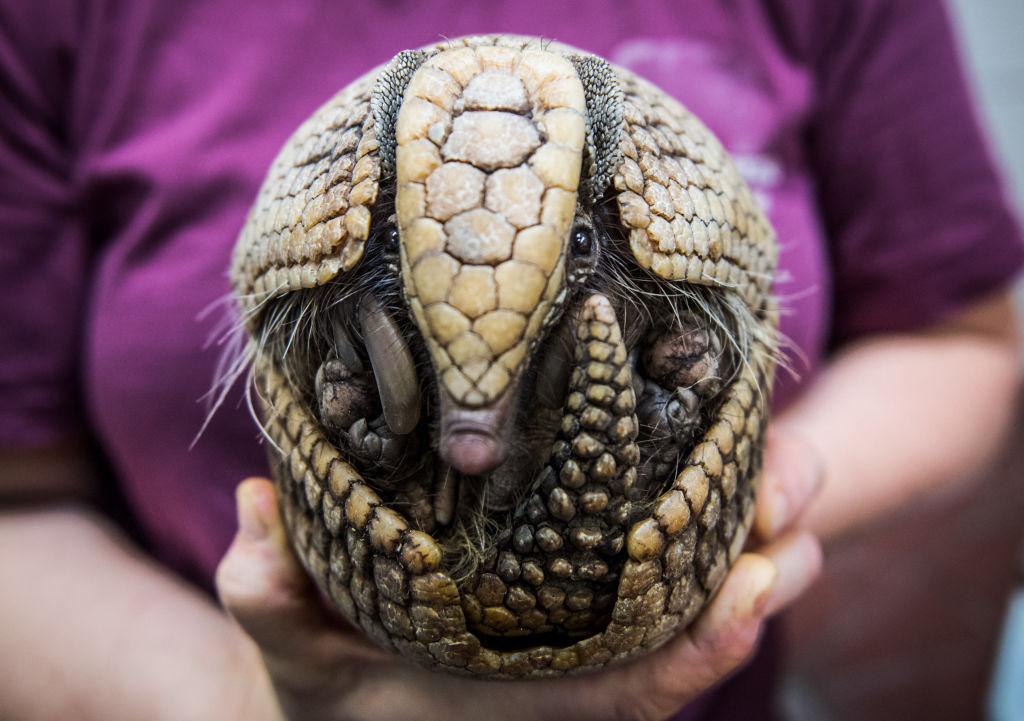 Armadillo Diversity Expanded with Identification of New Species in ...