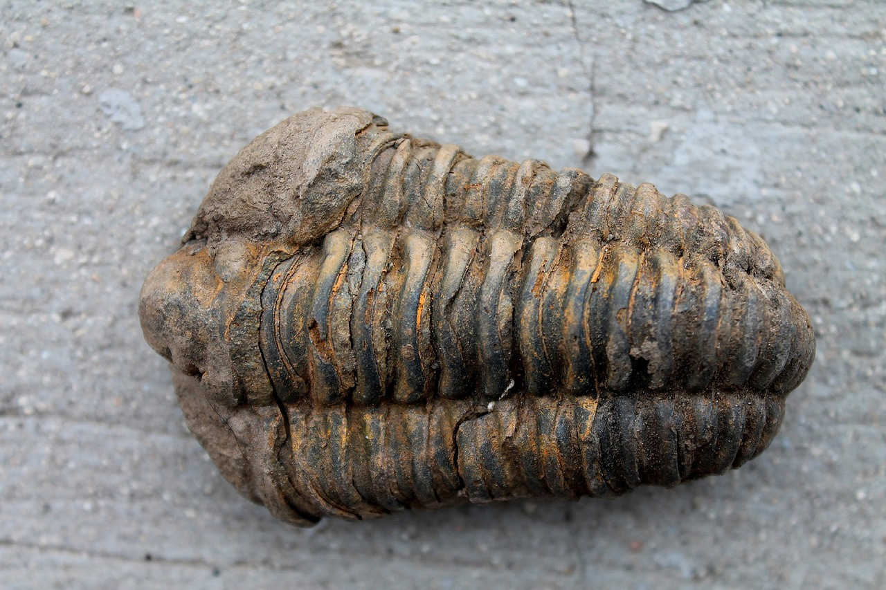 Trilobite Found Alive