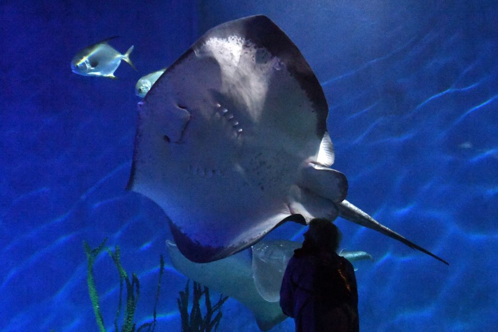 Charlotte the Stingray Who Got Pregnant Without a Mate For Years Passed ...