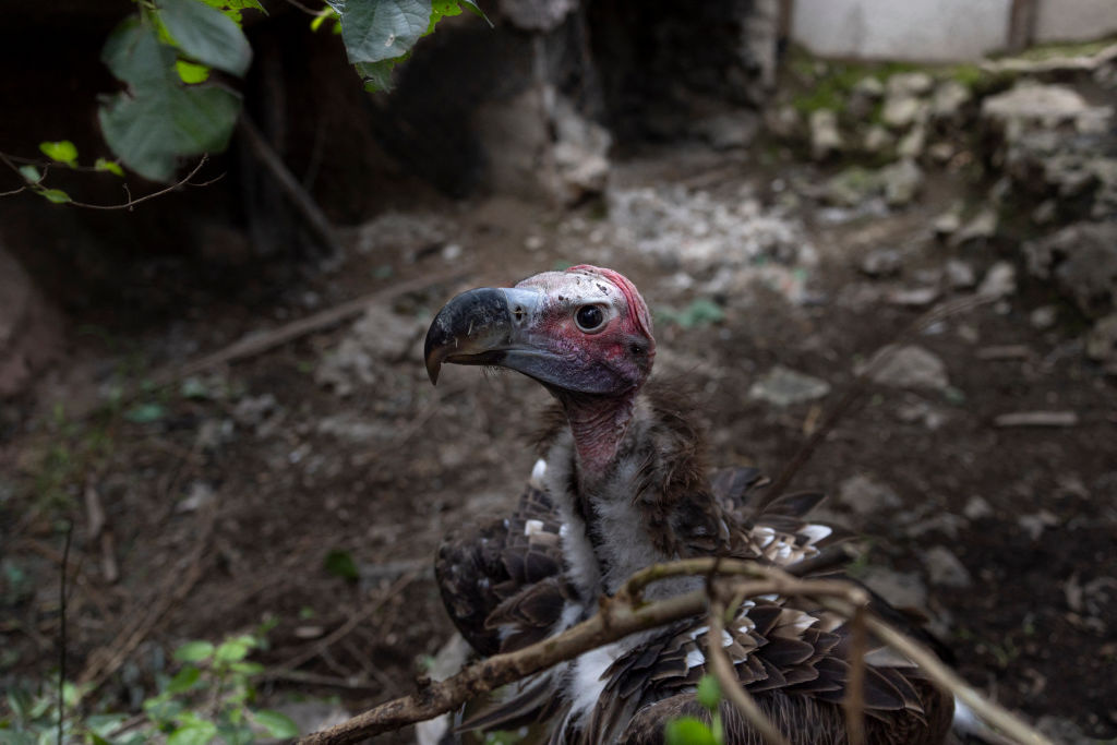 16,825 or 1.2% of Conservation Areas on Earth are Only Needed of ...