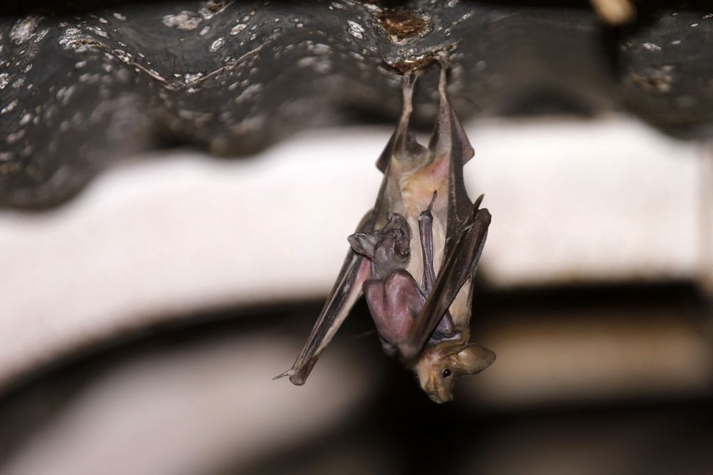 Bats’ Heart Rates in Flight Shed Light on Survival Strategies Across ...