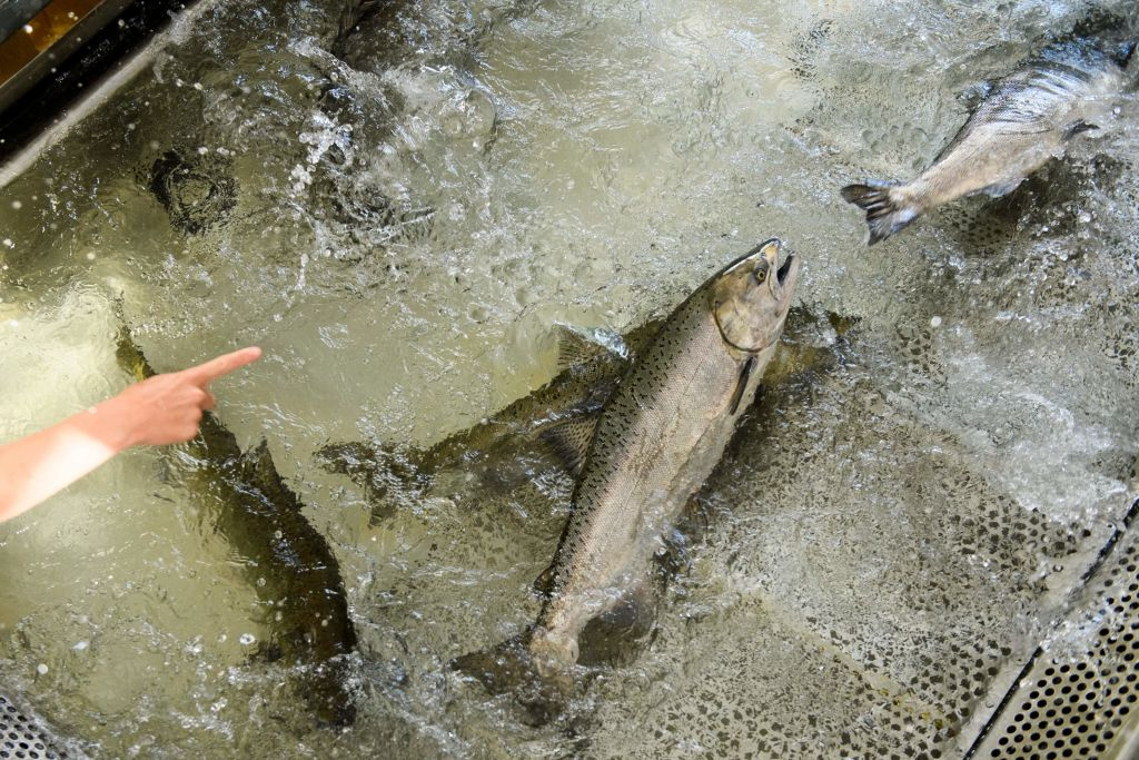 Hatcheries’ Role in Salmon Abundance Challenged by Potential Loss of ...